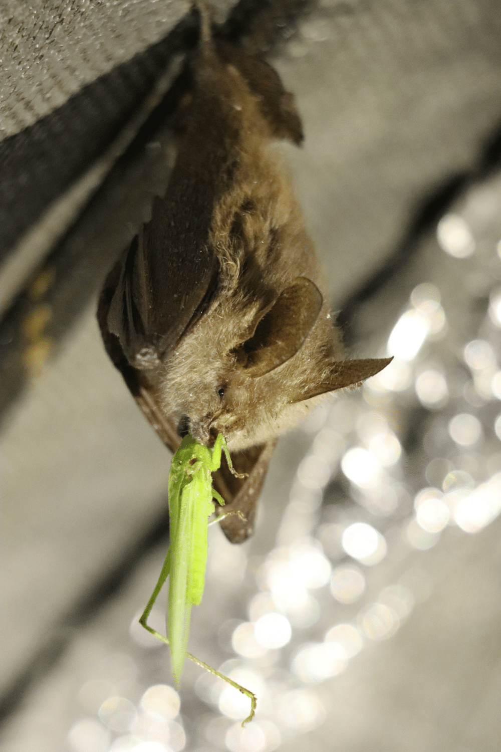 What Do Bats Eat? #1 Best Revelation