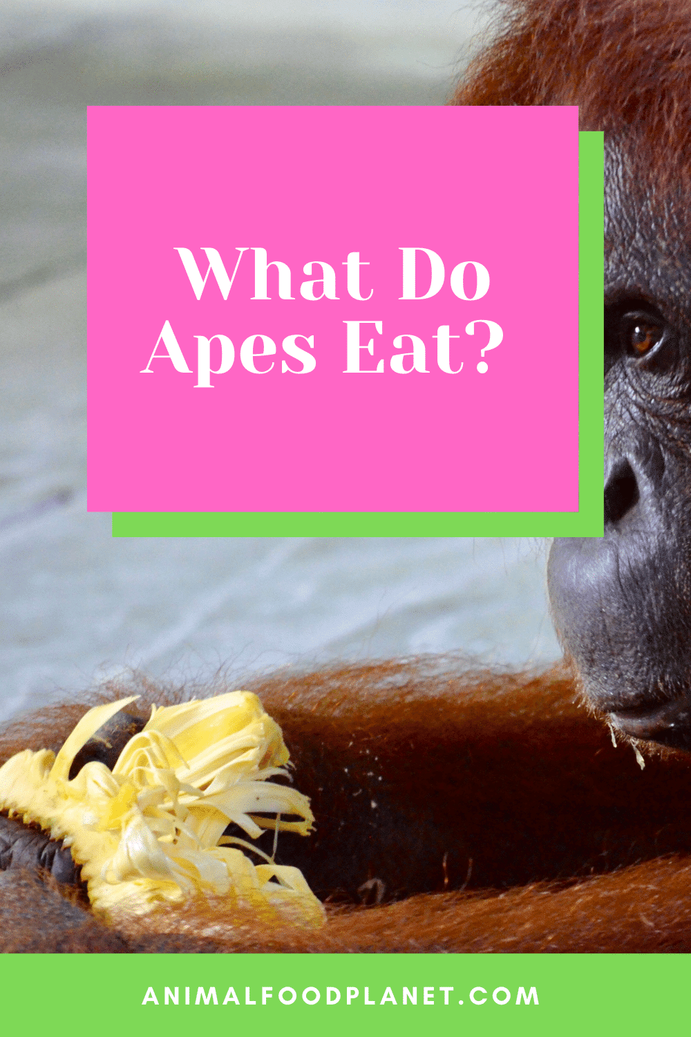 What Do Apes Eat - #1 Best Answer Revelaed!