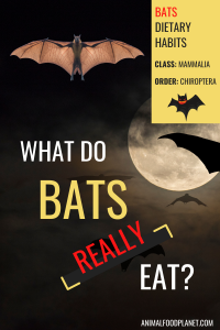 What Do Bats Eat? #1 Best Revelation