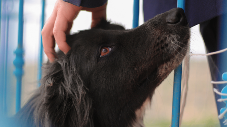 8 Reasons Why a Dog Nudges You With His Nose