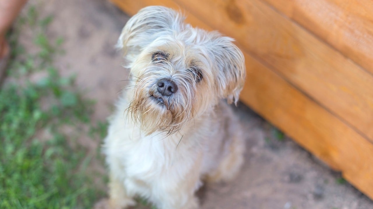 Dutch Smoushond Dog Breed Care – The Definitive Guide