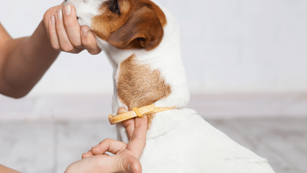 7 Astonishing Reasons a Dog Rubs His Face after Eating