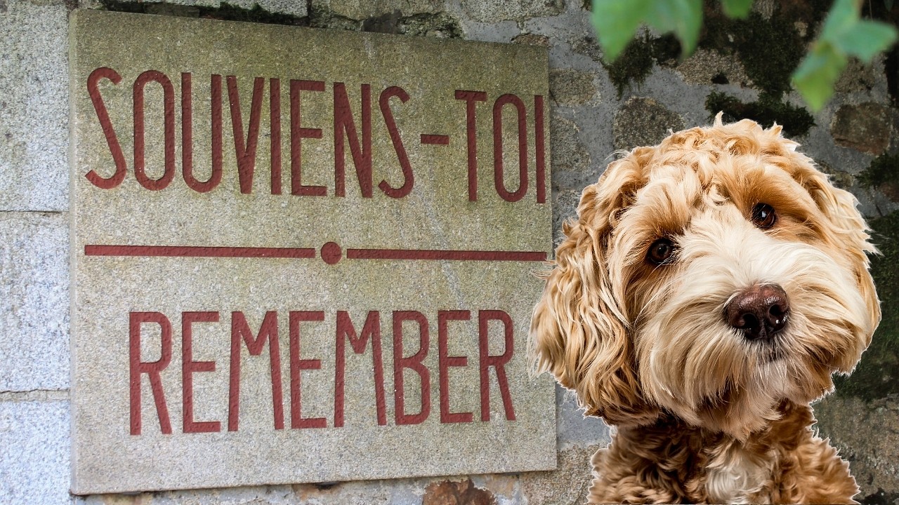 How Long Do Puppies Remember Things