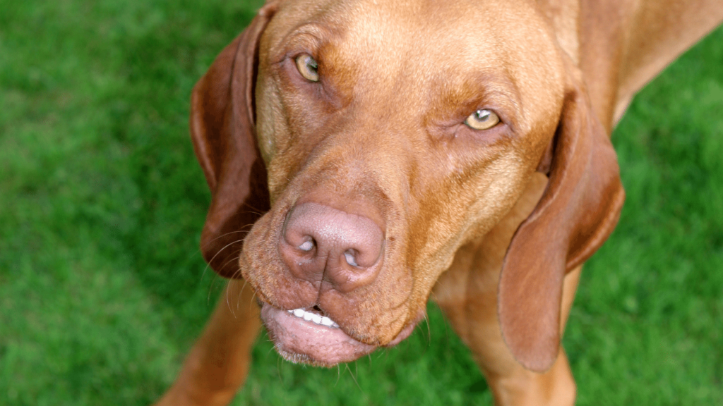 8 Reasons Why a Dog Nudges You With His Nose