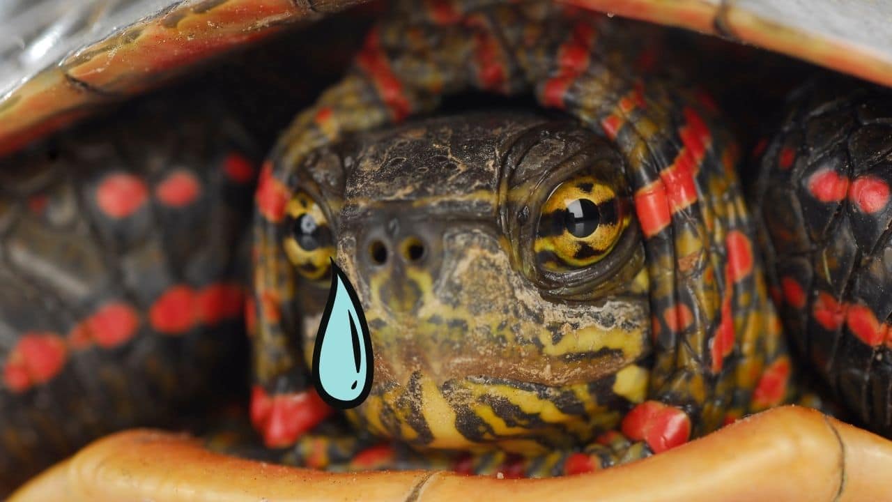 Can Turtles Cry? — Let's Find Out!