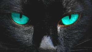 Here's How Cats See The World — Stunning!