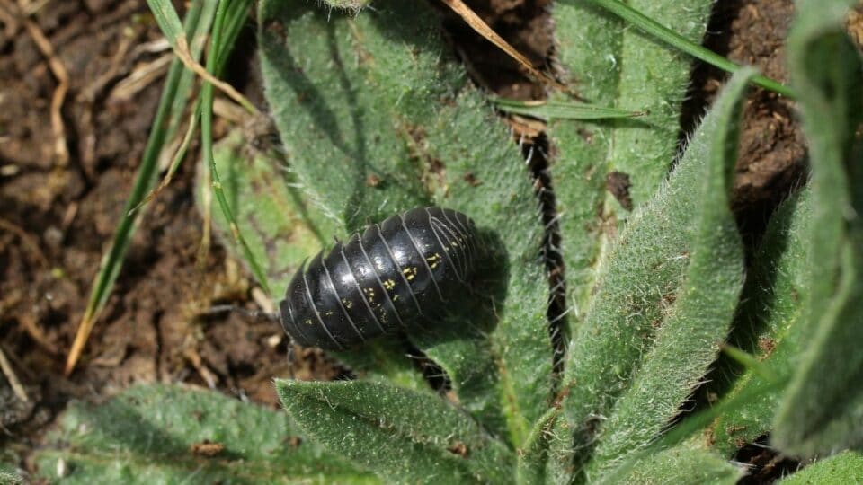 Can Isopods Eat Apples? Let’s See! – animalfoodplanet