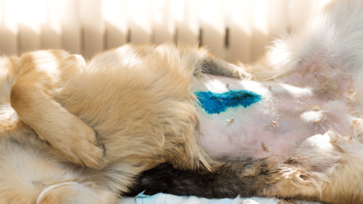 How Much Do Dog Stitches Cost?