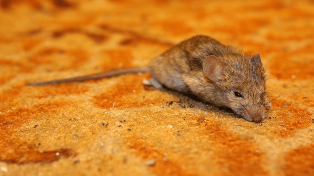 How To Tell If A Mouse Is Dying? Oh No!