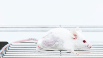 How To Tell If A Mouse Is Dying? Oh No!