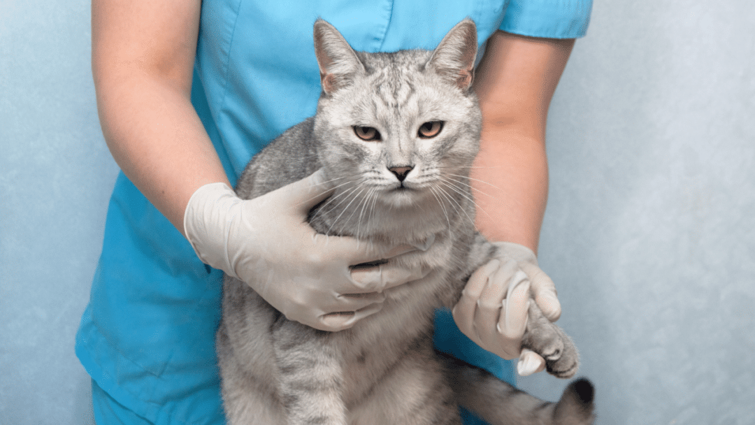 6 Reasons Why Your Cat is Foaming at the Mouth