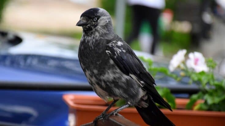 Do Crows Eat Other Birds? Interesting...