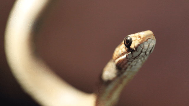 Why Do Snakes Eat Themselves? 2 Best Reasons
