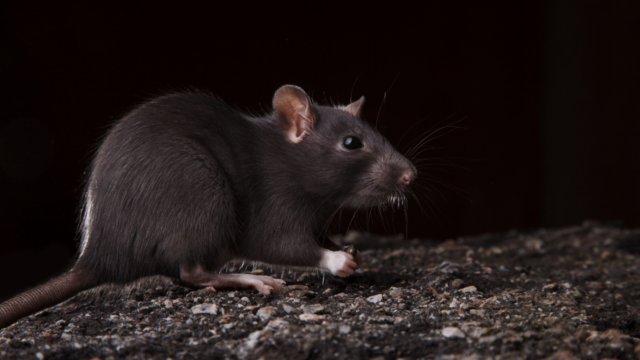 How To Tell If My Rat Is Dying? 6 Telltale Signs – animalfoodplanet