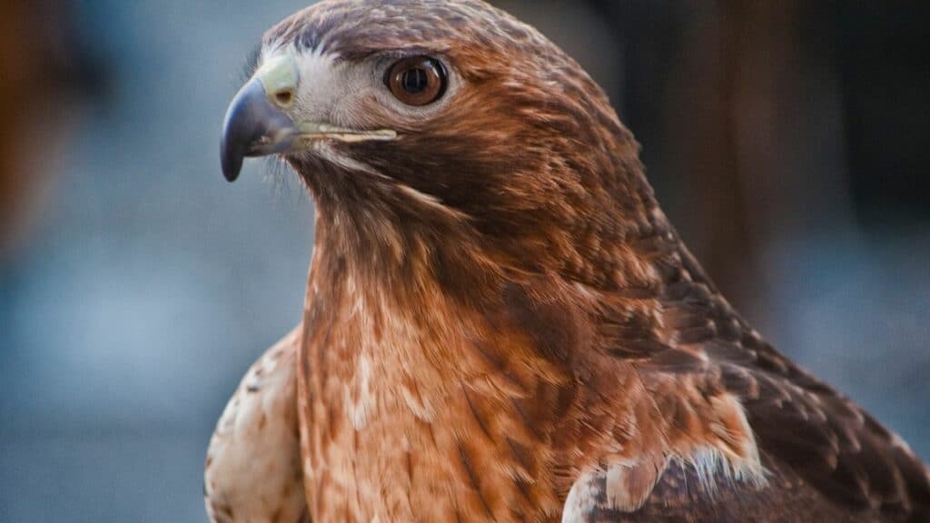 What Eats Bats? Scary!