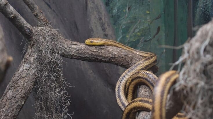 How do Snakes Move? That is a Good One!