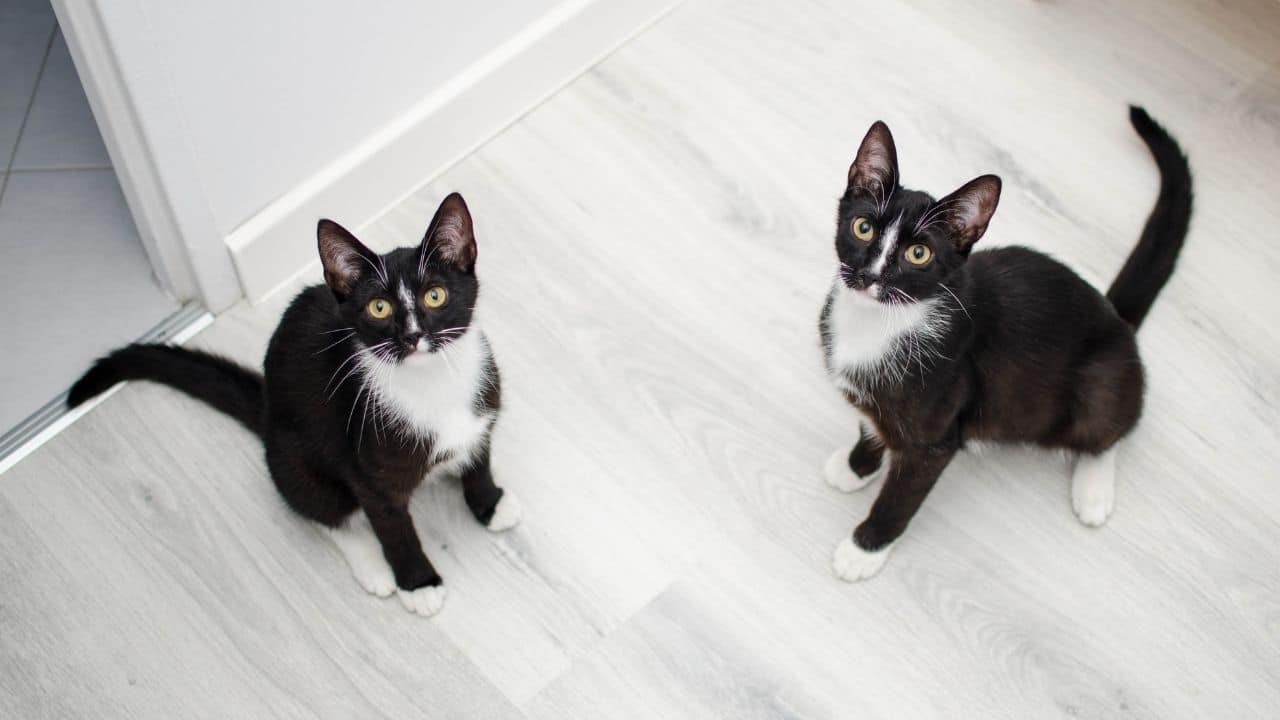 how-many-bones-do-cats-have-wow-now-i-know