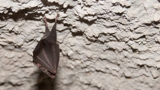 How and Where do Bats Sleep? Let Us See!