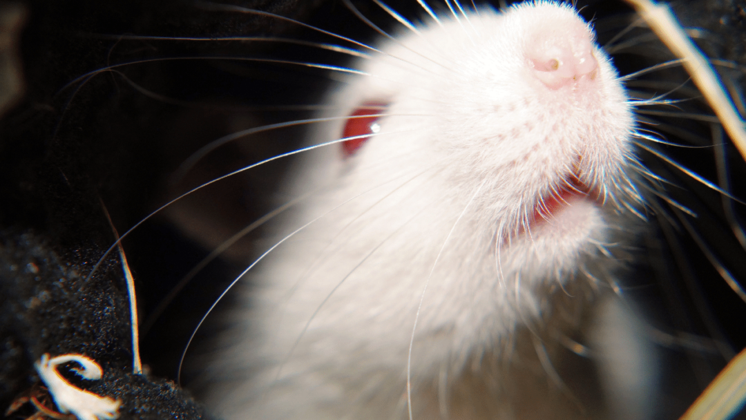 How To Tell If My Rat Is Dying? 6 Telltale Signs – animalfoodplanet