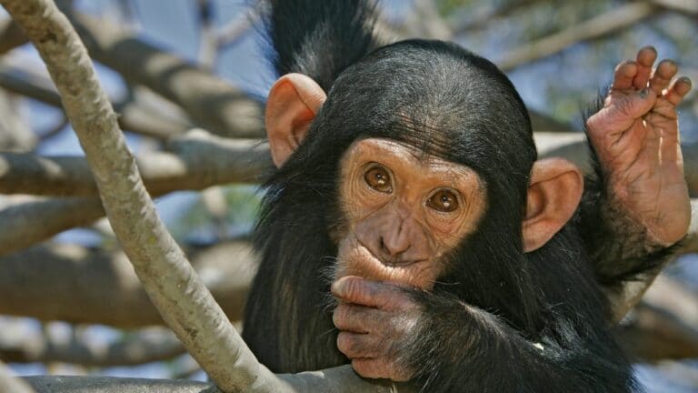 What Monkey Has a Red Butt — Do You Know? What Monkey Has a Red Butt — Do You Know?