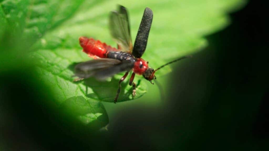 Are There Any Albino Leopards or Jaguars? Let's See!