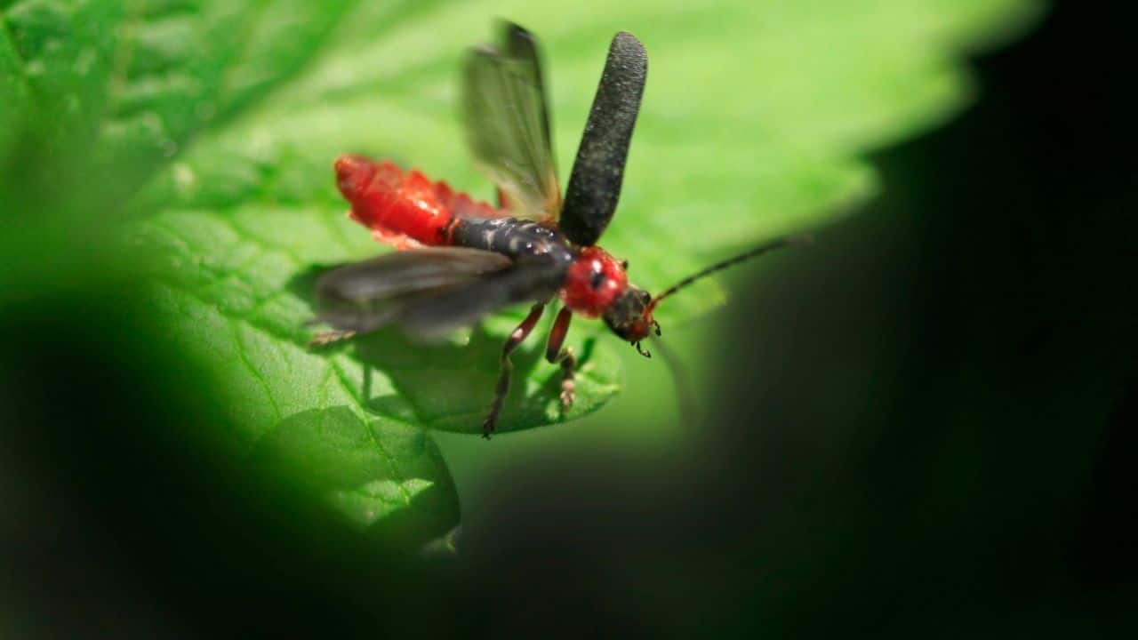 Cute Bugs, Insects, Arachnids, etc. — Look at Them Here!