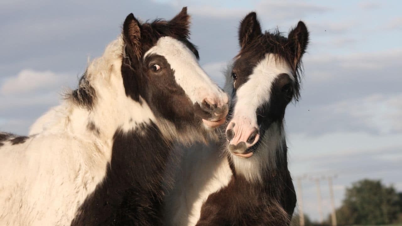 The 10 Cutest Horse Breeds You'll Ever See!