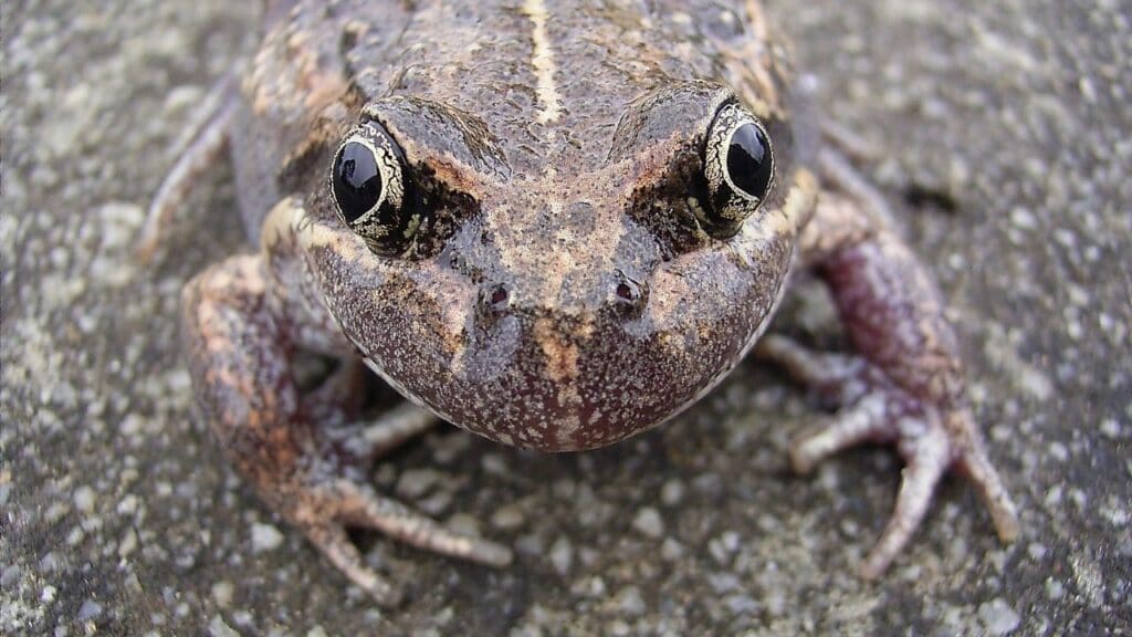 How Many Toes Frogs Have - The Answer