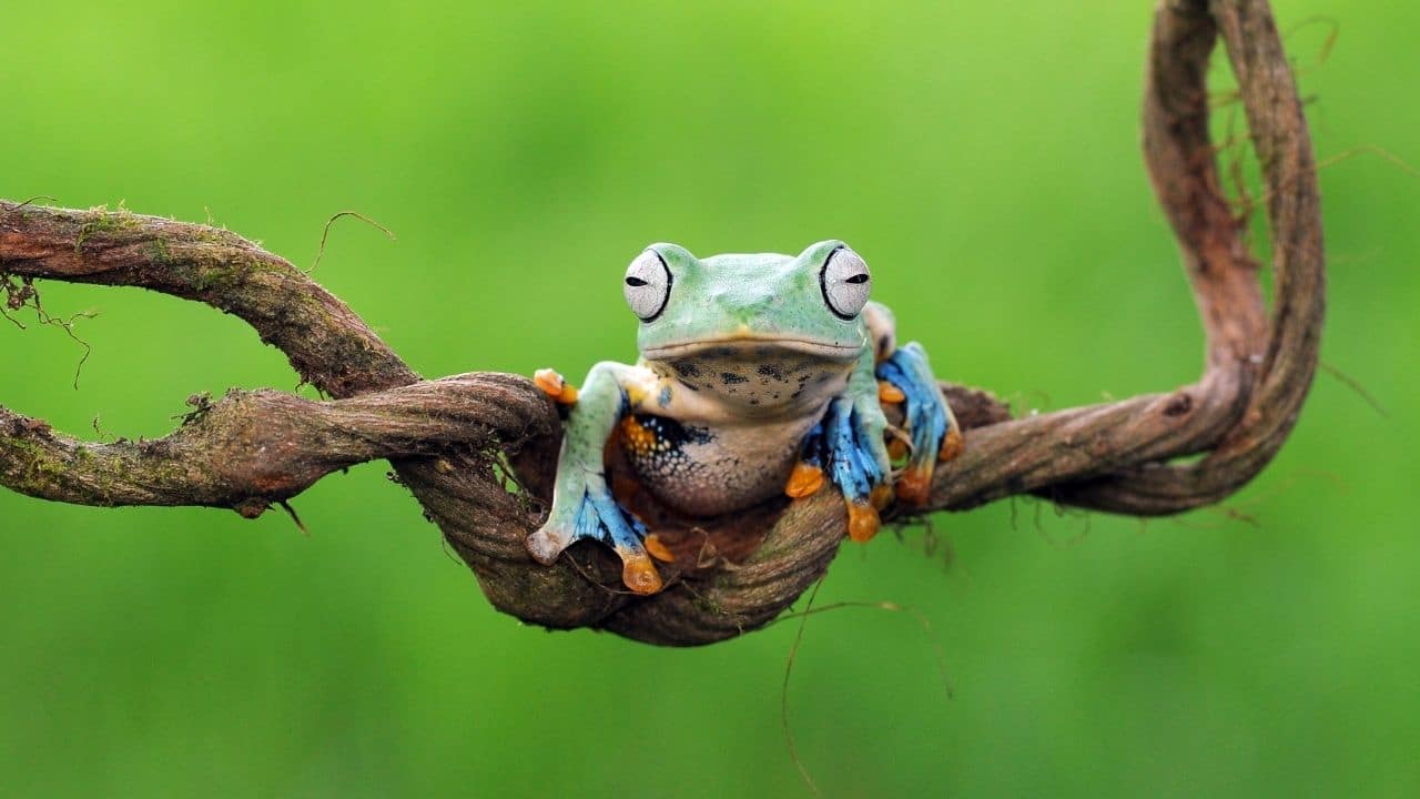 What Red Eye Tree Frogs Eat — Interesting Menu!