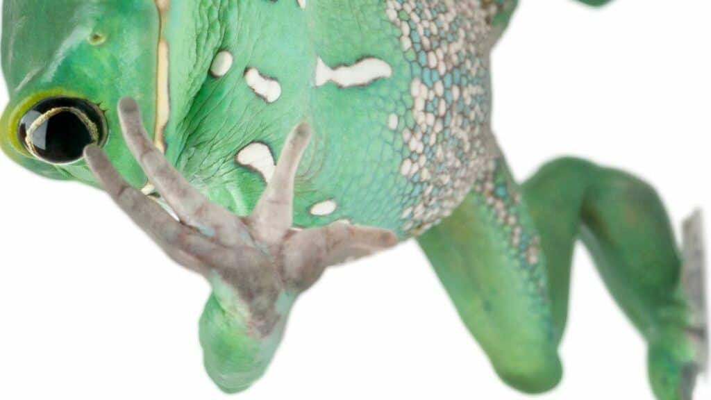 How Many Toes Frogs Have - The Answer