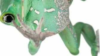 How Many Toes Frogs Have - The Answer