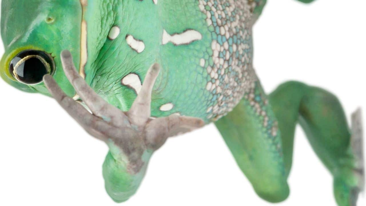 How Many Toes Frogs Have - The Answer