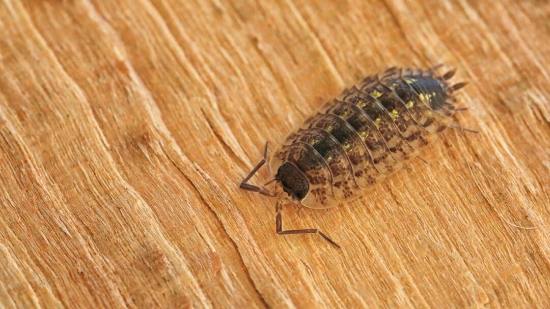 Aquatic Isopods — Revealed!