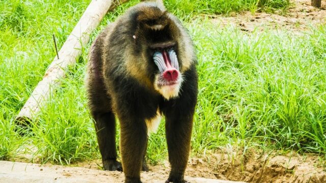 What Monkey Has a Red Butt — Do You Know?