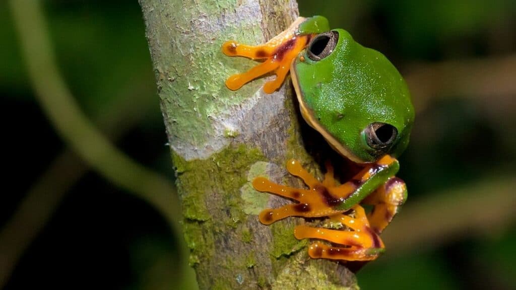 How Many Toes Frogs Have - The Answer