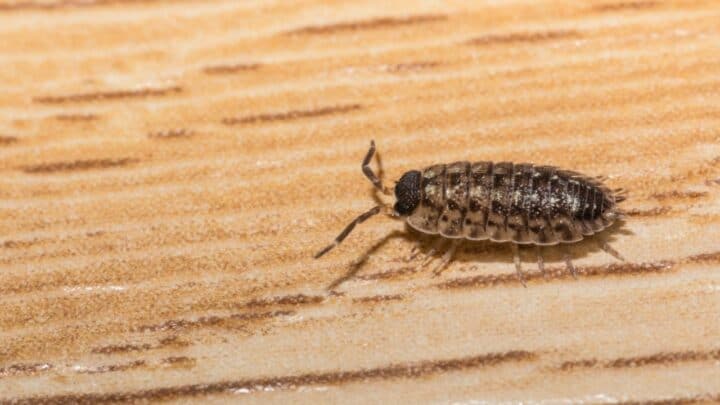 10 Best Isopods for a Vivarium