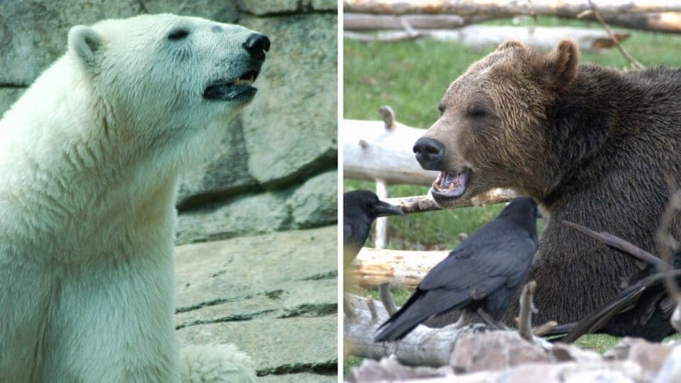 Polar Bear vs Grizzly Bear — Who Would Win?