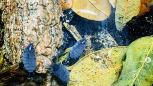 10 Best Isopods for a Vivarium