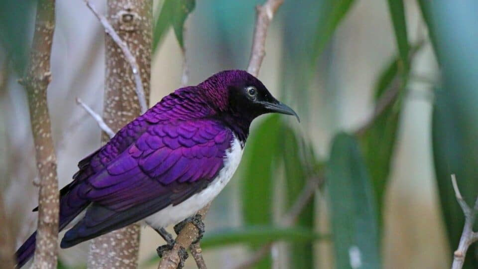 10 Purple Bird Breeds — Incredible Feathered Creatures