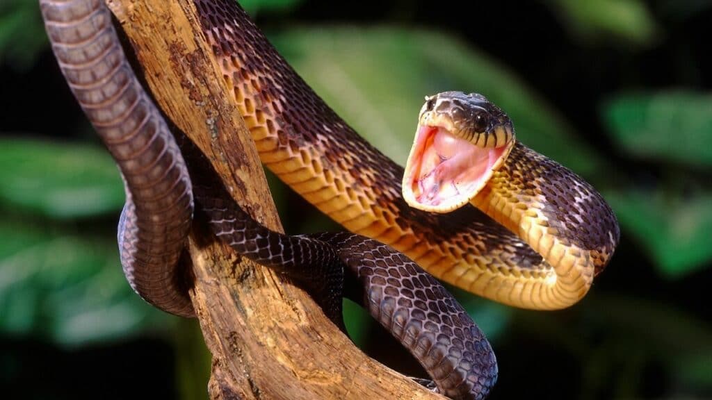 What Animals Eat Robins? Let's See!