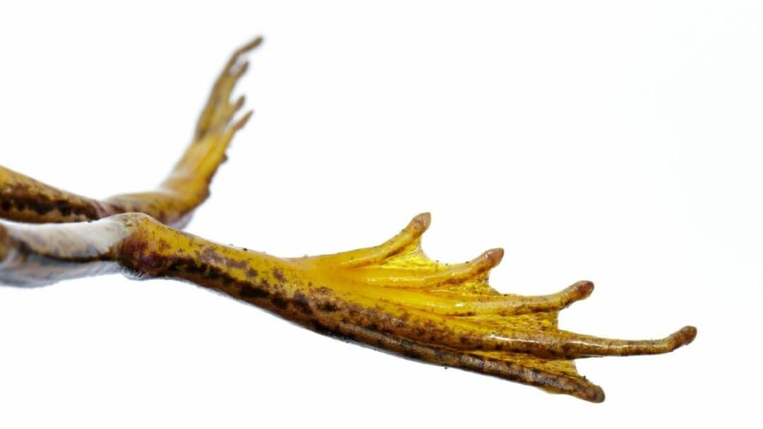 How Many Toes Frogs Have - The Answer