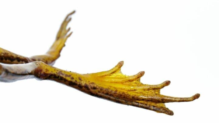 How Many Toes Frogs Have - The Answer