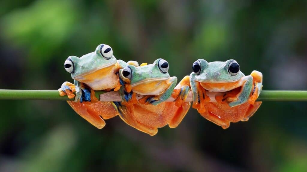 Why Frogs Scream - Ooh, Interesting Reason!