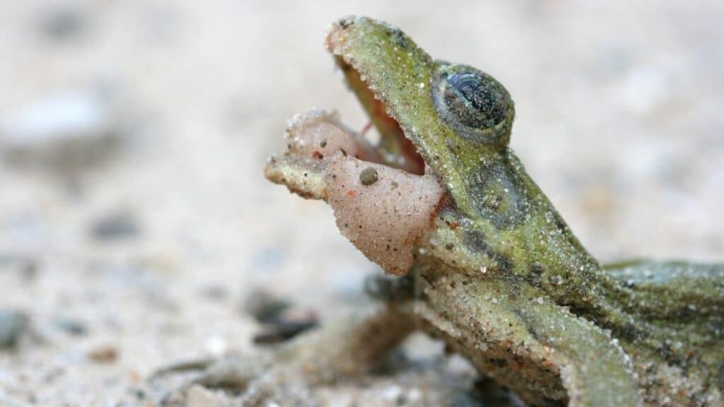 Why Frogs Croak — The Answer's Here!