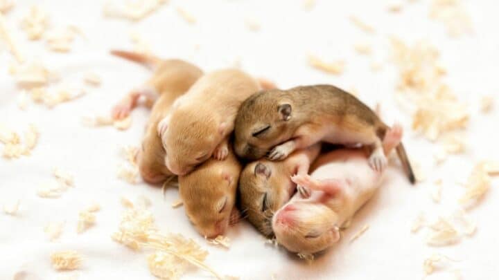 Why Some People Think Mice Are Cute — I See Now! Why Some People Think Mice Are Cute — I See Now!