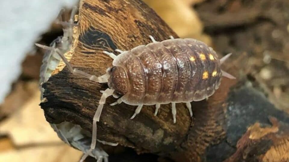 10 Best Isopods for a Vivarium