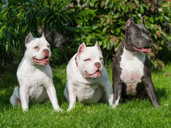 11 Best Bullypit Facts - American Bully Mixed with a Pitbull