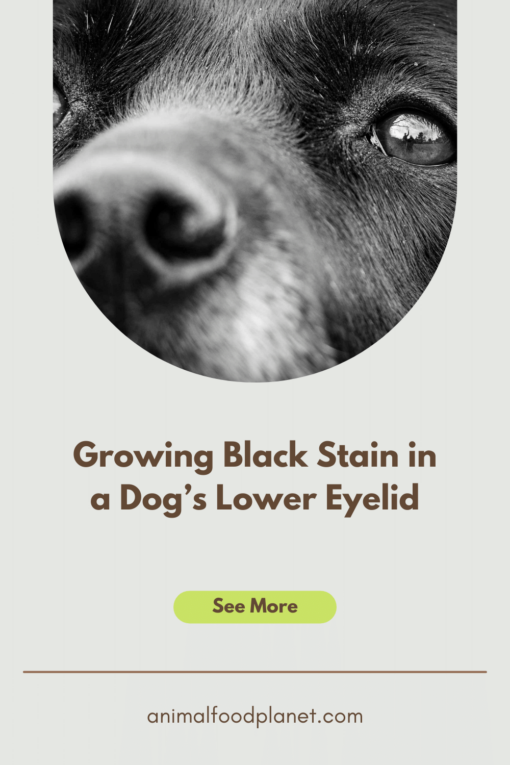 Growing Black Stain in a Dog's Lower Eyelid — Good or Bad?
