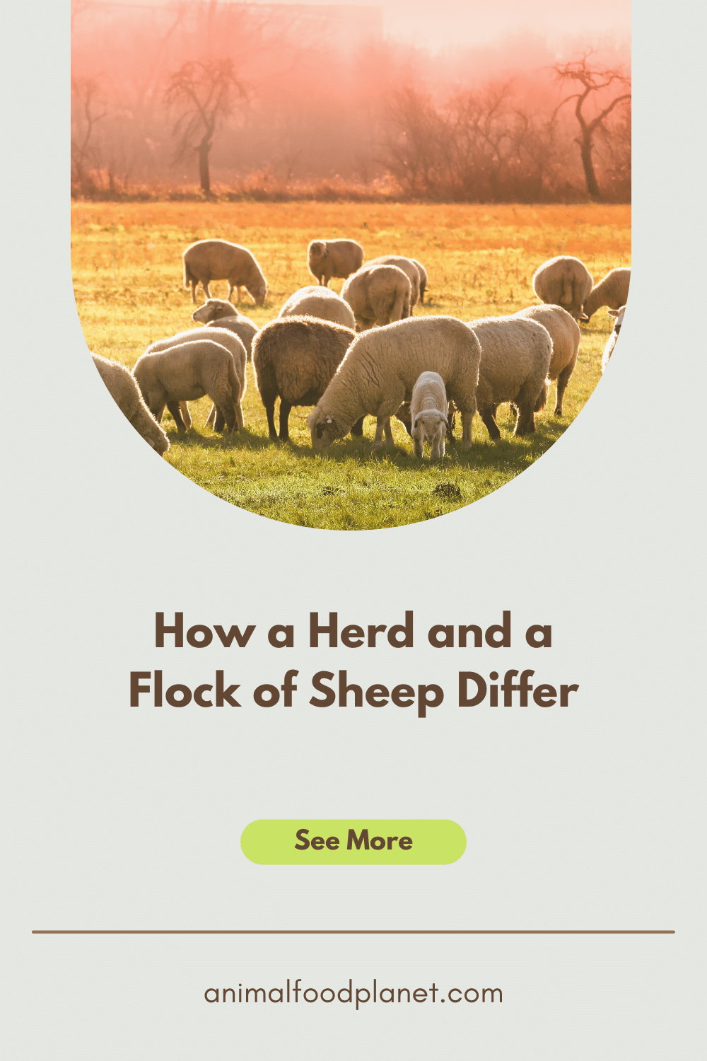 How a Herd and a Flock of Sheep Differ - Tell Me, Please