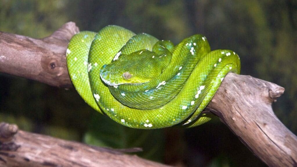 What Snakes Give Live Birth — Interesting!